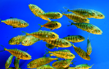 Japan’s yellowtail hatchery efforts aiming to enable off-season harvest ...
