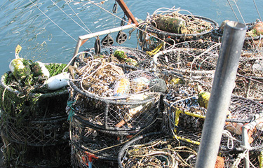 Oregon pilot projects recovers derelict Dungeness gear | SeafoodSource