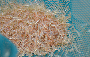 Financing problems stymying China’s expansion into Antarctic krill ...