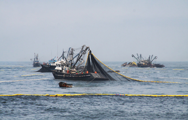 Peru launches second anchoveta fishing season in southern region on ...