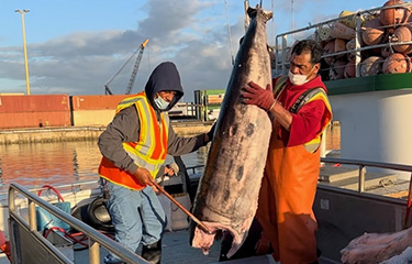 Hawaii’s swordfish season gets underway; NOAA rejects fishing proposal ...