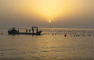 Dibba Bay Oysters achieves Friend of the Sea certification | SeafoodSource