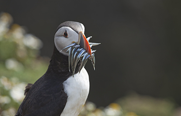 UK nixes sandeel fishing for third straight year | SeafoodSource