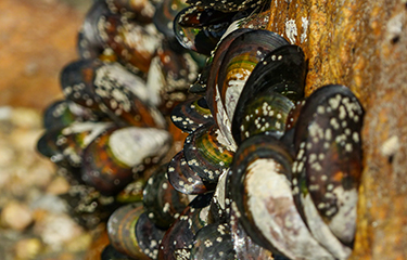 Nomad Foods launches collaborative initiative to increase consumption ...