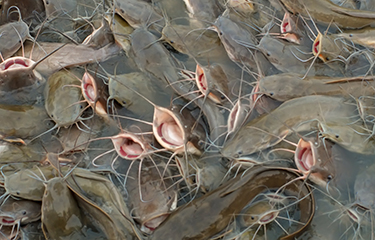 FAO helps Indonesian farmers to produce low-cost feed for pangasius ...