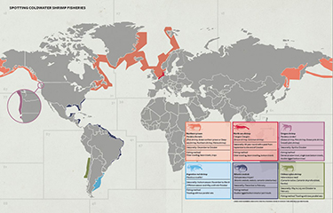 New to coldwater shrimp? Here’s a guide to the commercial species ...