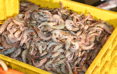 India expects to hit seafood-export record | SeafoodSource