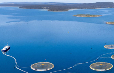 Clean Seas reports strong first quarter for FY2022 | SeafoodSource