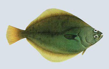Pacific petrale sole: Strong hauls of restaurant-preferred fish land in ...