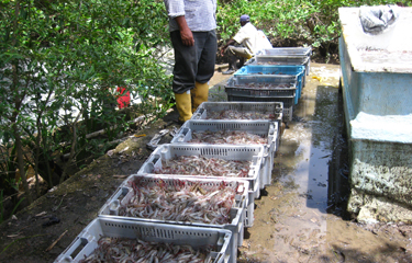 Ecuador makes quick shift to diversify its shrimp export strategy ...