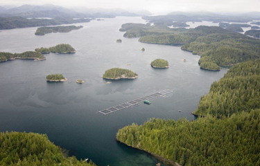 Fire at Mowi Canada West farm leads to salmon escape | SeafoodSource