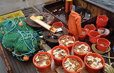 US Atlantic scallop landings pacing ahead of 2020 | SeafoodSource