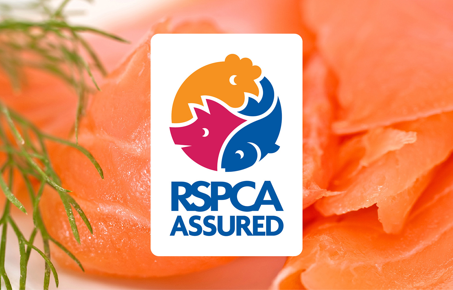 Updated RSPCA farmed salmon standard will enter effect May 2024 ...