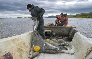 Salmon season in Russia off to strong start | SeafoodSource
