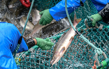 NPAFC reports second-lowest North Pacific salmon catch since 2000 ...