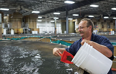 AquaBounty prepared to harvest first GE salmon at the end of May ...