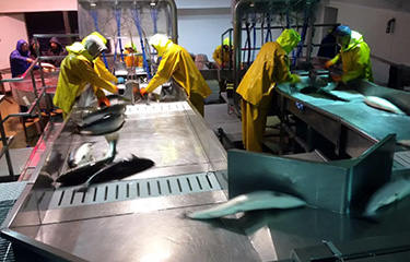 Op-ed: First fish certification welfare standards welcomed, but more ...