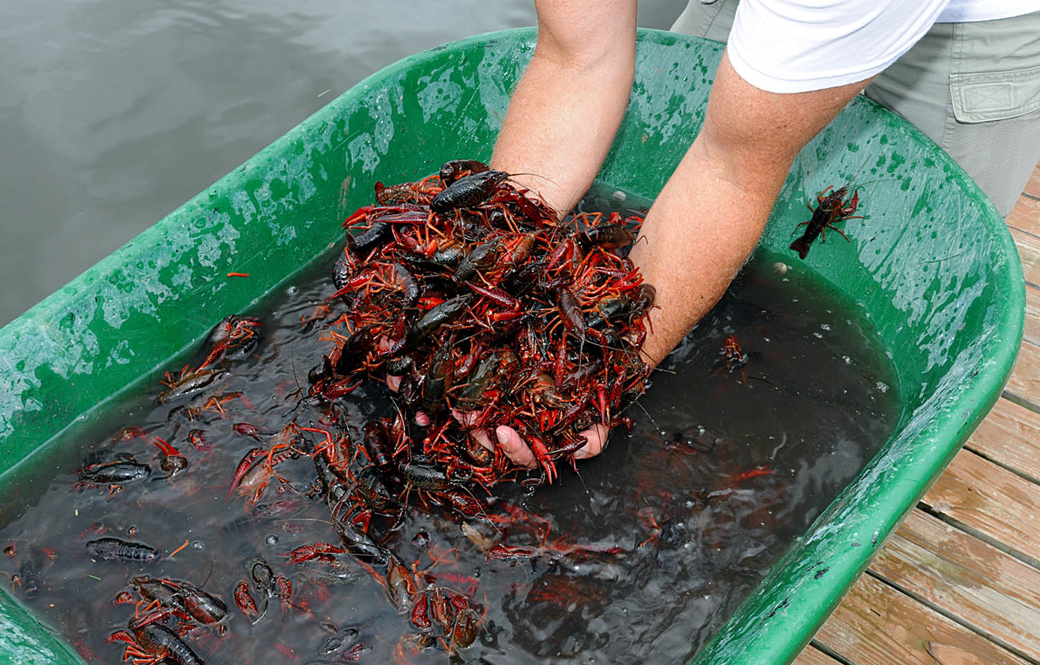 Louisiana's drastic crawfish shortage leads US congressman to call for ...