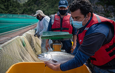 Salmones Aysén blazing trail as Chile’s sole 100 percent coho producer ...