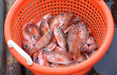 New England council makes groundfish quota recommendations for 2024 ...
