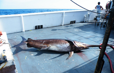 Cheap imports depress US swordfish market | SeafoodSource