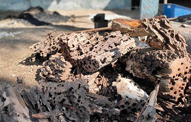 Shipworms, long considered a pest, could be perfect species for ...