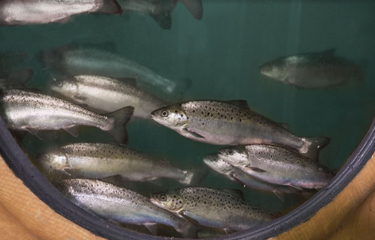 AquaBounty sends GE salmon samples to customers ahead of first ...