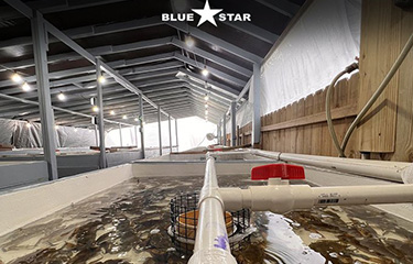 Blue Star Foods closes public offering, netting USD 1.8 million in ...