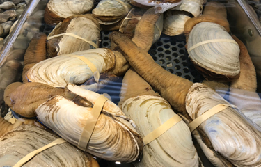 Geoduck market hit hard by US-China trade war | SeafoodSource