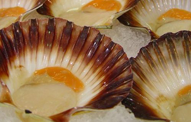Australia set for bumper scallop season | SeafoodSource