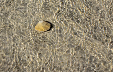 US East Coast surf clam fishery deemed "robust" | SeafoodSource