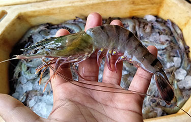 Pakistan expands pilot shrimp-farming intensification project to 10,600 ...