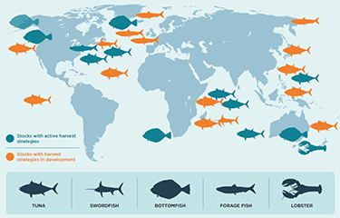 RFMOs embracing harvest strategies, but they remain difficult to ...
