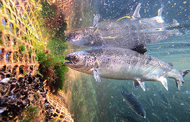 ASC's updated salmon standard raises sea lice controversy | SeafoodSource