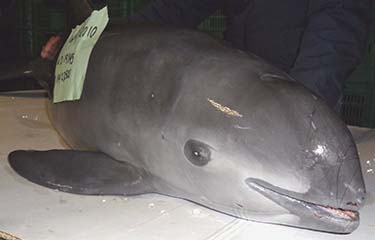 CITES sanctions Mexico for failure to stomp out illegal fishing ...