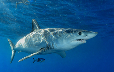 ICCAT agrees to measures for Atlantic bluefin, mako sharks | SeafoodSource