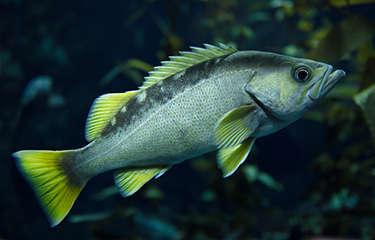 US West Coast rockfish recovery hailed as success story | SeafoodSource