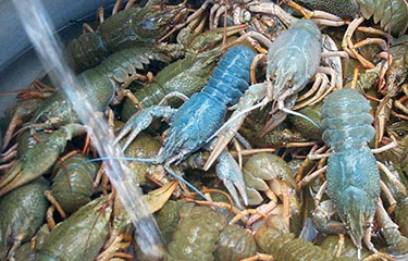 Singapore Crawfish planning 5,000-square-meter growout facility in ...