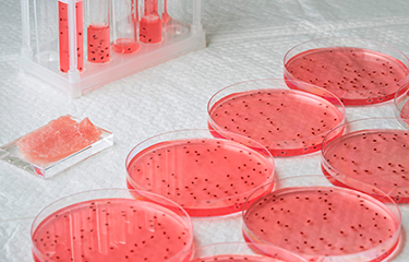 US, China to discuss cell-cultivated protein approval process ...