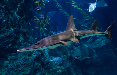 Conclusion of CITES leads to new protection of sharks and guitarfishes ...