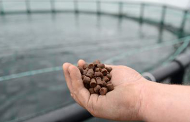 BioMar names its top-performing Chilean salmon farms | SeafoodSource