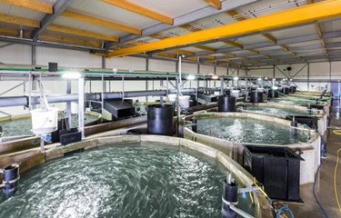 Kingfish Maine unworried by permit appeal | SeafoodSource