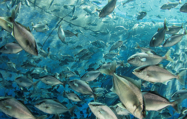 Forever Oceans releases environmental footprint assessment results ...