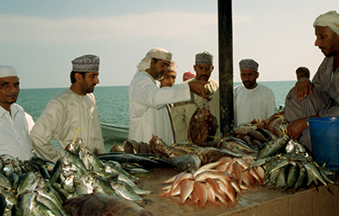 Oman fisheries sector accelerates growth trend | SeafoodSource