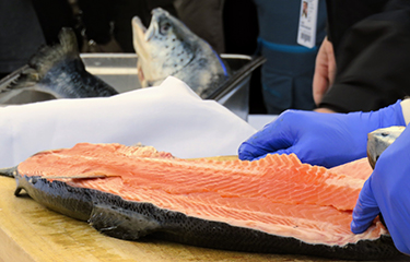 Nasdaq Salmon Index reports 7.7 percent price spike on Norwegian product in the past week ...