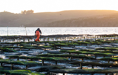 Study finds California shellfish farmers burdened by bureaucracy ...