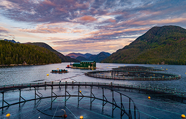 Biological challenges disrupt Grieg’s Q1 2023 salmon harvests ...