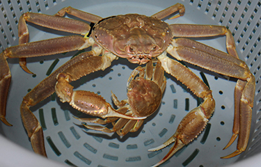 Research shows marine heatwave caused Bering Sea snow crab decline ...