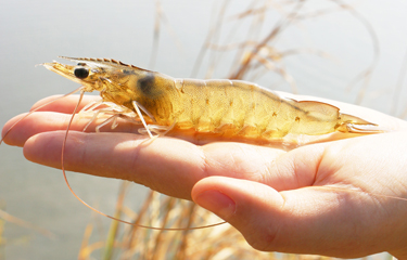 Additional five farms meet Sustainable Shrimp Partnership standards in ...