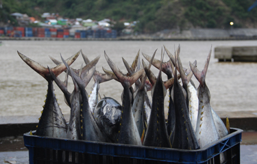 Indonesia hits milestone of supplying 15 percent of global tuna ...
